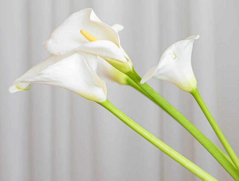 Cala blanca - Benito Herrera